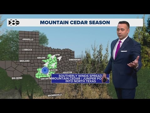 It's prime allergy season for mountain cedar. Here's what you need to know