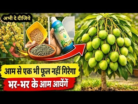आम से एक भी फूल नहीं गिरेगा | अभी यह दो काम कर दीजिए| Mango Tree Care Tips 
