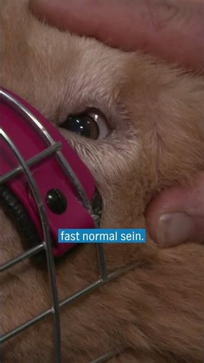 🐶😥 SO leiden Hunde unter Qualzucht #shorts #hund #gesundheit #tierliebe