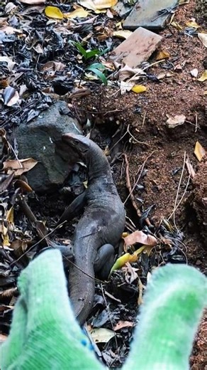 Giant Monitor Lizard Eating Food in the Wild 🌿#monitor lizard #viral #nature #shortvedio