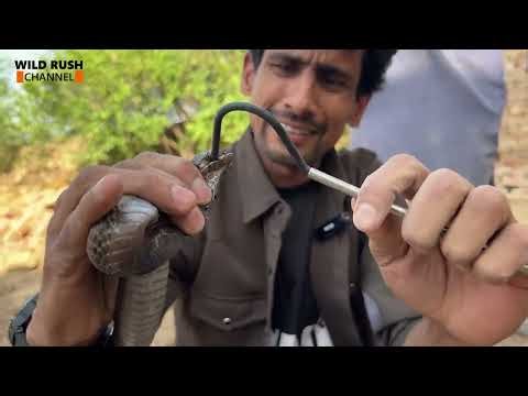 Cobra Rescue and Safe Release | Real Snake Rescue |