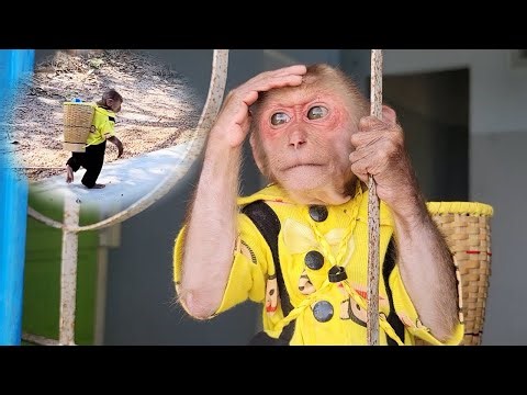 Oh No Su! Mom and Engineer Can't Guess why Su want to Leave Home?