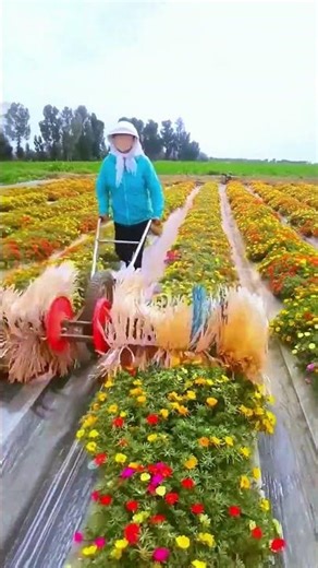 Garden flowers daily maintenance process