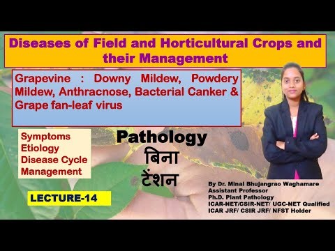Grapevine Diseases | Downy Mildew, Powdery Mildew, Anthracnose, Bacterial Canker & Fan-Leaf Virus