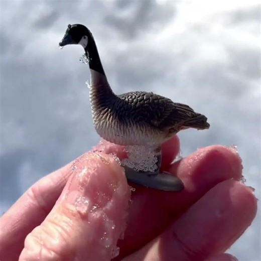 Winter wildlife reveal! Canada goose fun facts #PinoyKidsChannel ❄️🇨🇦