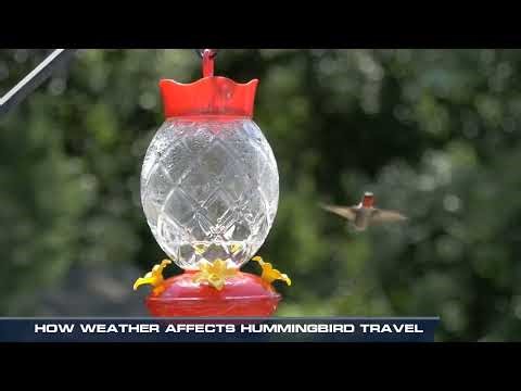 The Great Hummingbird Migration is UNDERWAY!