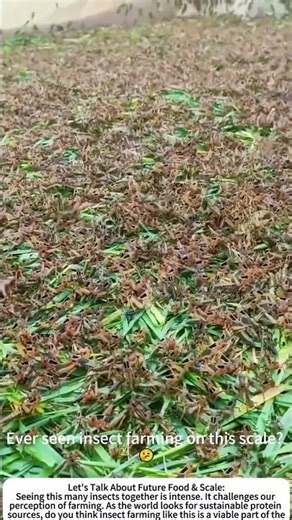 The Swarm Feeder: 10,0000 Locusts Having Lunch 🌿🦗