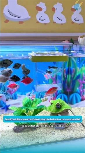 Small Tool Big Impact for Fishkeeping I Isolation box for aquarium fish
