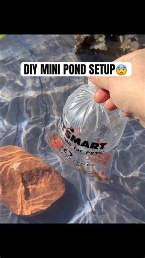 DIY Mini Pond Setup 🌿💦 #minipond #patiopond #diypond #backyardpond