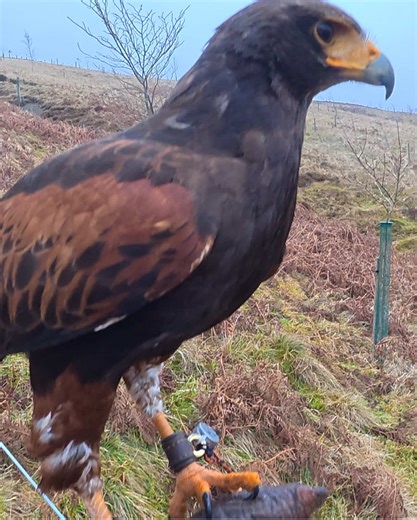 Experience a Day of Hawk Flying Adventures