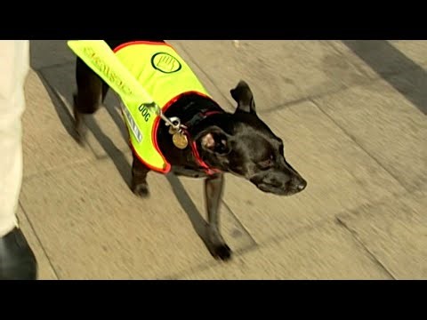 Incredible Working Dogs: Saving Lives, Protecting Bears, and Stealing the Show