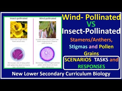 Sexual Reproduction Plants-3-Wind & Insect-Pollinated, (pollen grains, anthers & stigmas)