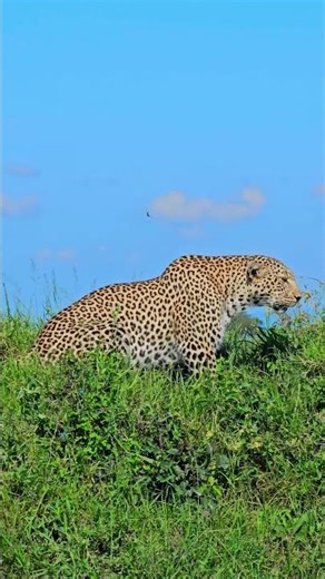 Leopard Looks Out!! 🐆🐆🐆 #Wildlife #ShortsAfrica