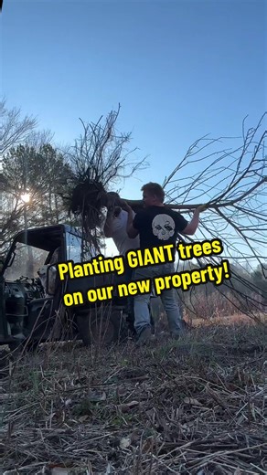 Planting a Giant Plum Tree on Our New Homestead