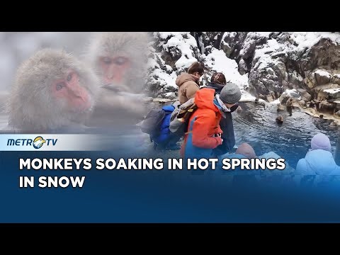 Monkeys Enjoying Hot Springs in Snow at Jigokudani