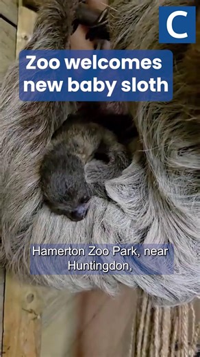 Hamerton Zoo Park near Huntingdon are celebrating the birth of a new baby sloth! 🦥 | Cambridgeshire Live