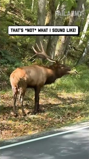 A series of unfortunate decisions 💀