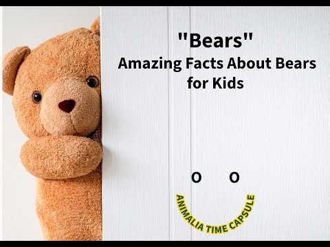 "Animalia Time Capsule: Bears Explained for Kids 🐻 Where They Live, What They Eat & More!"