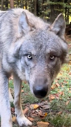 Nature's most feared predator has killed 2 people this century. 🤯