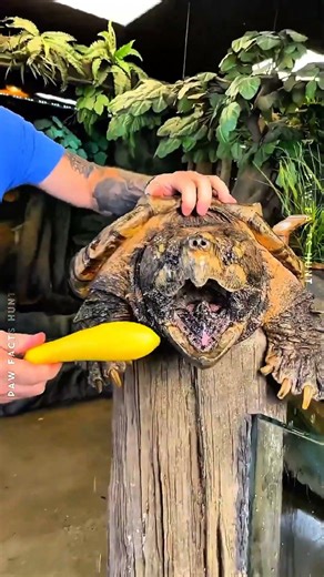 Alligator Snapping Turtle #facts #animalfacts #wildlife