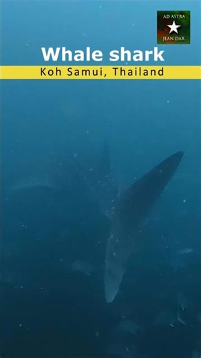 Diving with Whale Sharks at Sail Rock, Koh Samui, Thailand | 27 December 2025