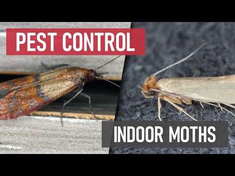 How to Control Indoor Moths! [DIY Pest Control]