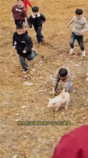 The Thrilling Pig-Catching Contest in Majiang - Unleash Your Inner Hunter