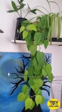 How To Make A Pathos Plant Fuller