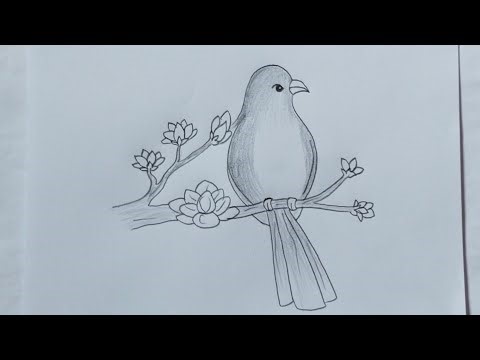 Bird drawing step by step | bird drawing for beginners