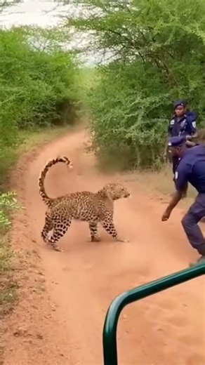 Leopard Attacks Rescue Team During Operation | Terrifying Moment Caught on Camera