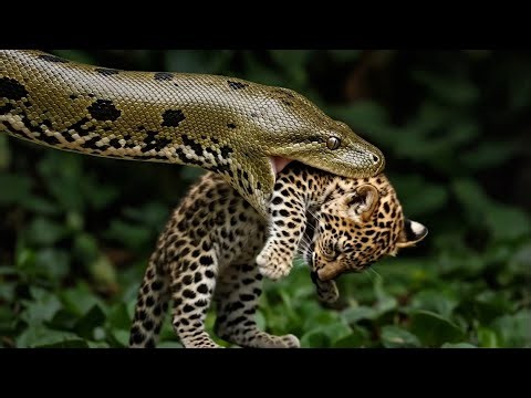Giant Python vs Leopard | Unbelievable Predator Battle in the Wild