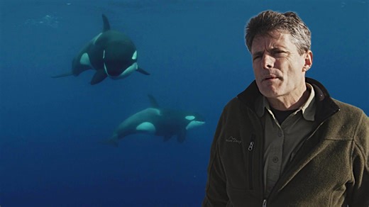 Un animal que vive en todos los océanos del mundo, caza desde tiburones hasta rayas #OrcasLaGranCacería Descubre más contenidos como este en #HBOMax Suscríbete ahora https://bit.ly/MAX-AnimalPlanetLa | Animal Planet Latinoamérica