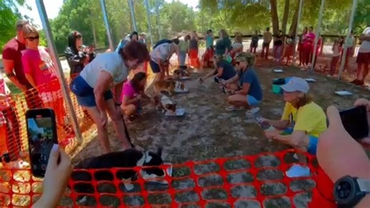 How fast can a Corgi eat their hot dog? Fast!! This is a contest we have at the Florida Corgi Spring Fling!! Entry is $5 per dog (cash only). You sign up at the registration table. Each dog is timed and has pieces of hot dog in water! IT IS FUN TO WATCH!! Come join us on April 11th in Sumterville FL! Get tickets and all the details here: https://2026FLCorgiSpringFling.eventbrite.com | Florida Corgi Spring Fling