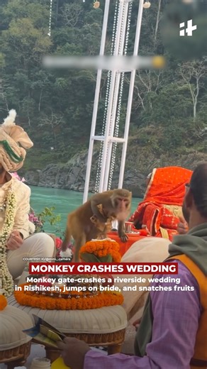 A WEDDING TO REMEMBER! 🐒 A serene riverside wedding in Rishikesh took a chaotic turn when an unexpected guest decided to join the festivities. 🎥: @mini._.camera @charuandrishi @charuverma_19 #Rishikesh #Uttarakhand #WeddingNews #ViralVideo #Monkey #IndianWedding #TrendingNow #NatureIntervention #BreakingNews #SocialViral #ViralVideo #Viral | Indiatimes