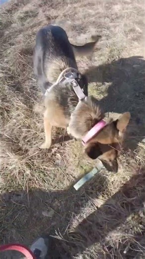 High-Energy German Shepherd & Friends Running Wild in the Sun!