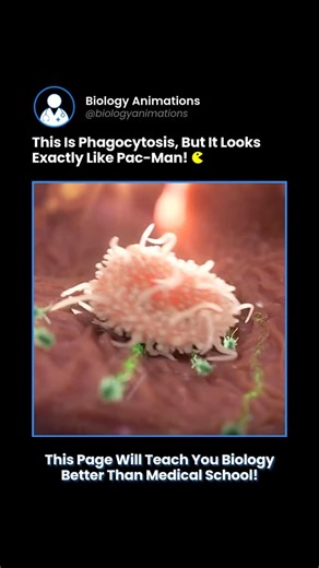 Biology • Science • Medicine on Instagram: "Phagocytosis is one of the immune system’s most important defense mechanisms, allowing immune cells to capture and destroy invading pathogens. This animation shows a macrophage responding to the presence of Escherichia coli bacteria in the gastrointestinal tract. Macrophages constantly patrol tissues, scanning for foreign organisms. When E. coli attaches to the intestinal lining, the macrophage recognizes it as a threat through surface receptors. The m