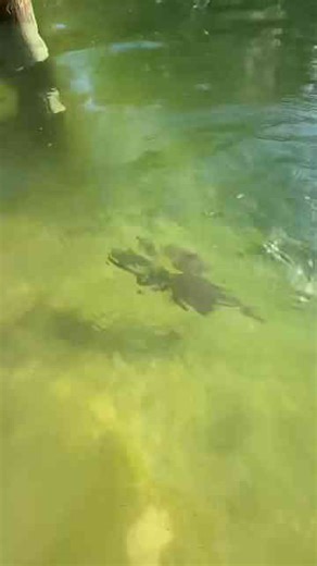 Swimming with my otter!