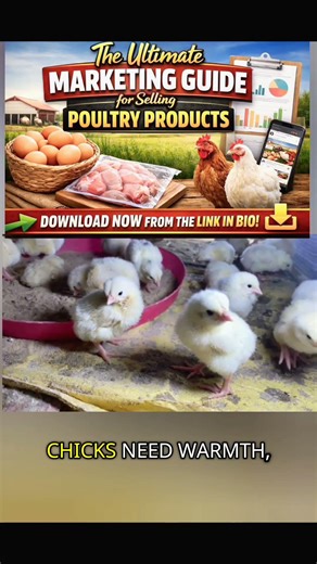 Brooder mistakes killing chicks #poultryfarming #farmbusiness #howtostartpoultryfarming