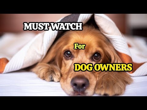 “Stop Your Dog From Eating Poop — Simple Remedies” ✅.