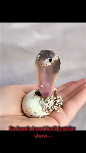 This Snake Can Kill an Elephant… 😳🐍 | King Cobra Facts