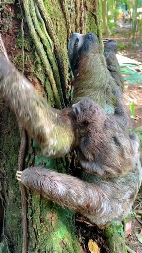 Why Baby Sloths Cling to Their Mothers | Nature’s Sweetest Moment | YouTube Shorts