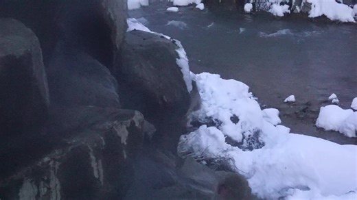 Japanese Snow Monkey Hot Spring, Nagano. Japanese Macaque. Snow Monkey. Hot springs. Japan’s most surreal wildlife scene. At Jigokudani in Nagano, wild monkeys soak in natural onsen while snow piles up around them. It looks cute. It’s actually hardcore survival. This park exists to protect and sustain the macaques through brutal winters, a mission running nonstop since 1964. In 1970, LIFE Magazine put them on the cover and turned a remote mountain valley into a global obsession. These monkeys ru