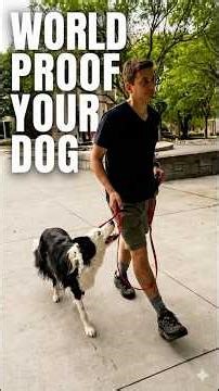 Training My Reactive Dog in The City