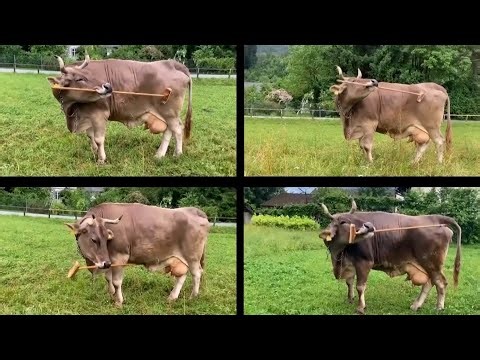 Cow Uses Broom To Scratch Her Own Back In Austria