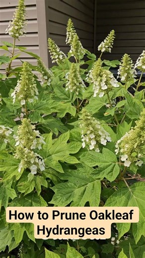 How to Prune Oakleaf Hydrangeas in early spring