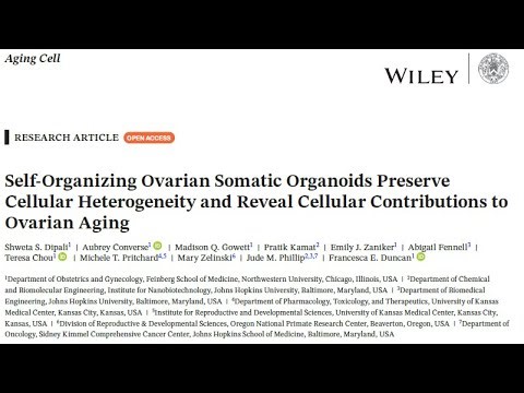 How Ovarian Ageing Emerges from Cell-Cell Breakdown, Not Cell Loss