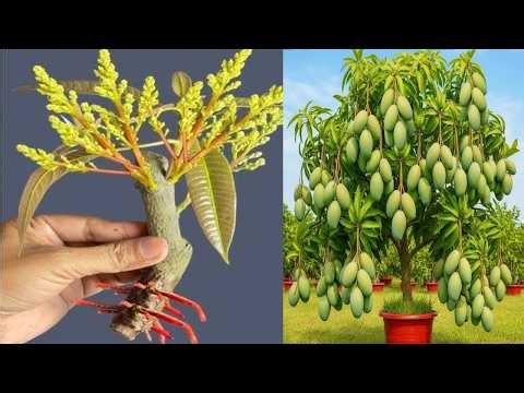 Summary of mango propagation techniques: 100 tubers obtained in 7 days.