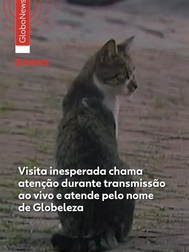 Globeleza: O Famoso Gato da GloboNews em Brasília