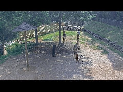 EarthCam Live: Giraffe Paddock Cam - Greenville, SC