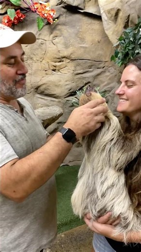 Meet Chewey the Three Toed Wonder Sloth! 🦥